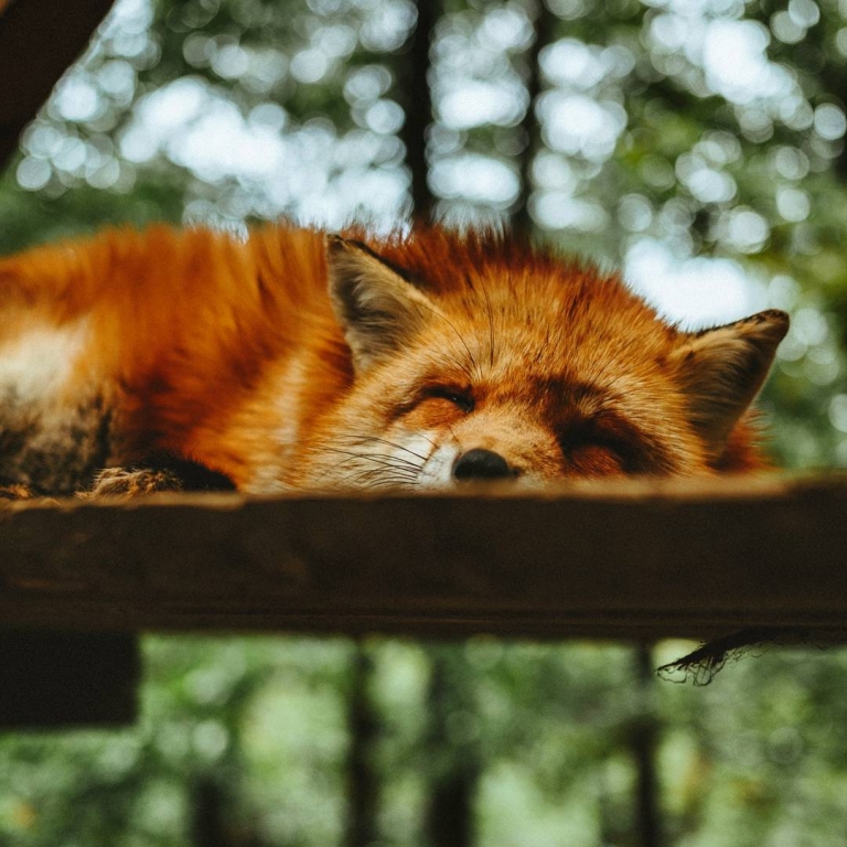 The snoozing Teumessian fox awakens. She just needs some coffee. :Derek ...